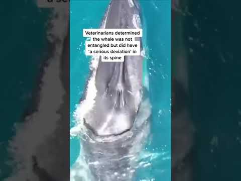 Whale with severely deformed spine spotted off Spanish coast - The ...