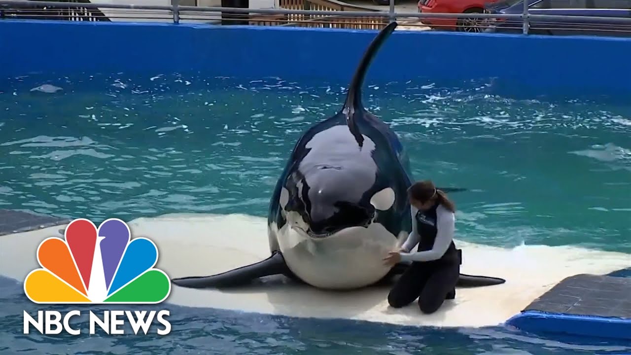 Lolita the orca to return to home waters after 50 years in captivity ...