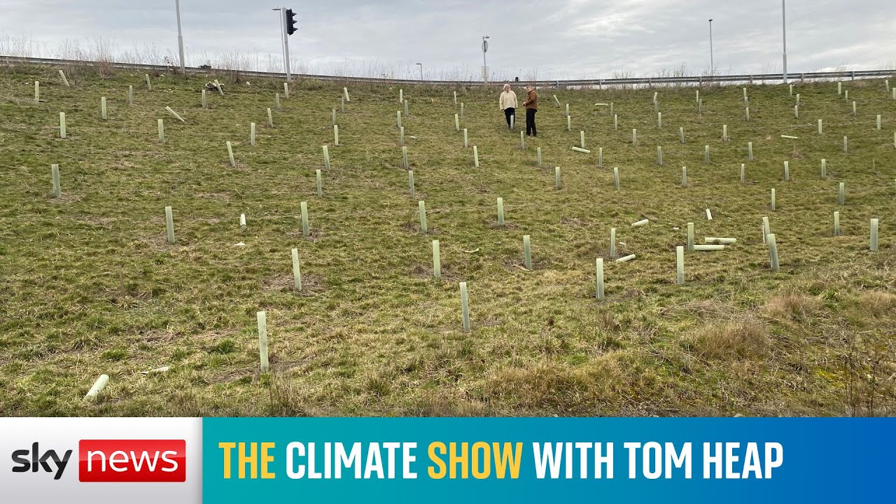 Dead wood – the growing problem with planting trees - The Global Herald