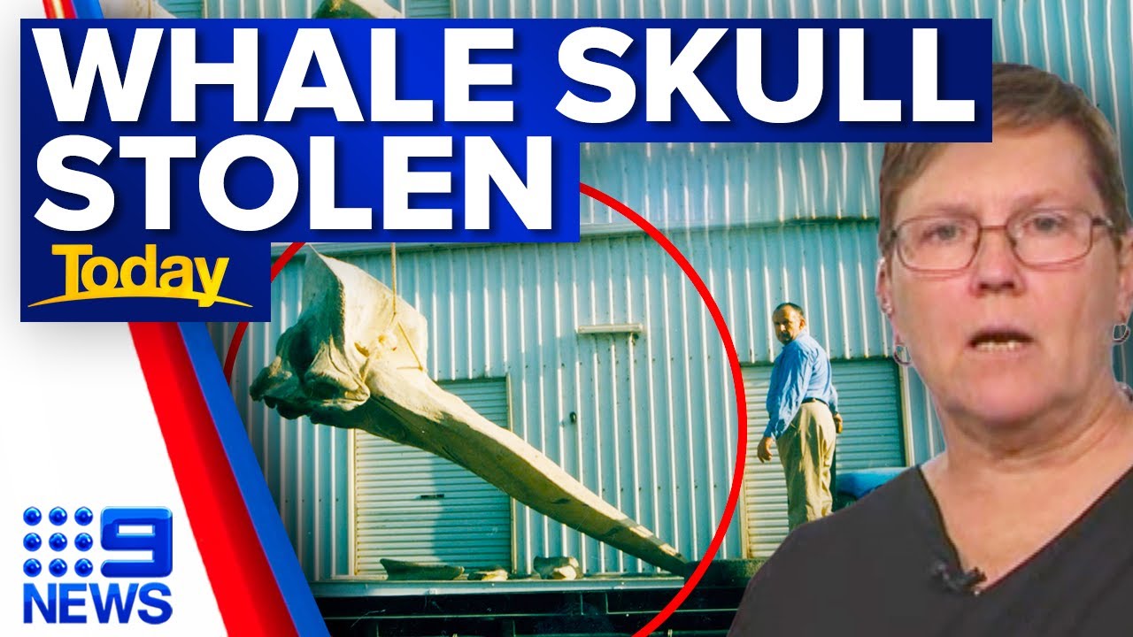 Most bizarre robbery in history? Huge sperm whale skull stolen from NSW ...