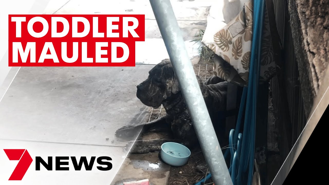 Two-year-old girl mauled by pet dog in vicious attack at Osborne ...