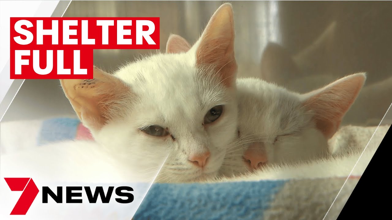 Unwanted animals turned away at RSPCA Lonsdale shelter for the first ...