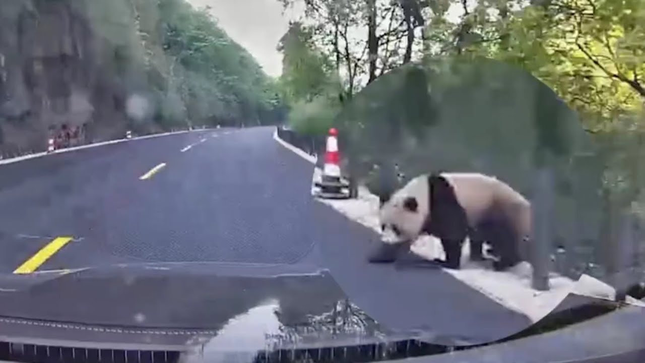 What is it like meeting a wild panda on the way to work? - The Global ...
