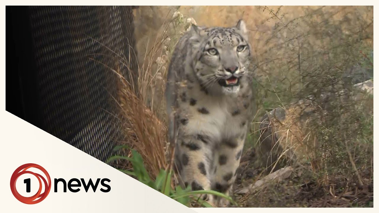 Wellington Zoo welcomes snow leopard siblings - The Global Herald