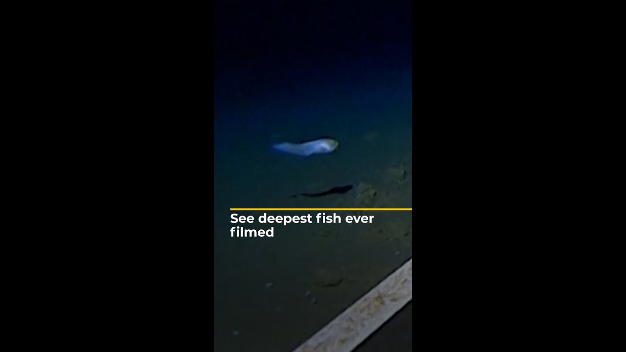 Scientists set new record for deepest fish ever filmed | AJ #shorts ...