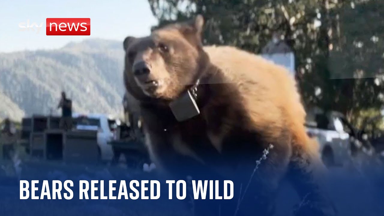 Orphaned bears released into the wild after a 9 month rehabilitation ...