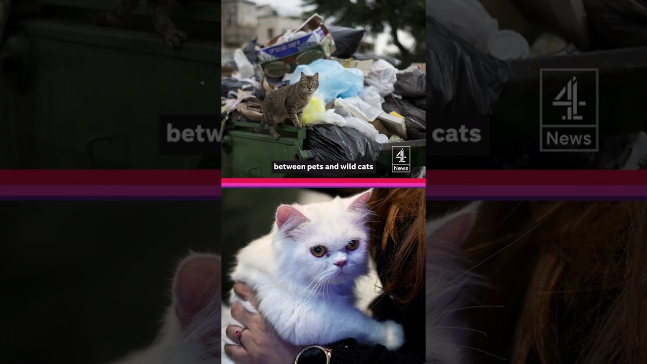 Competition for kids to kill cats cancelled in NZ - The Global Herald