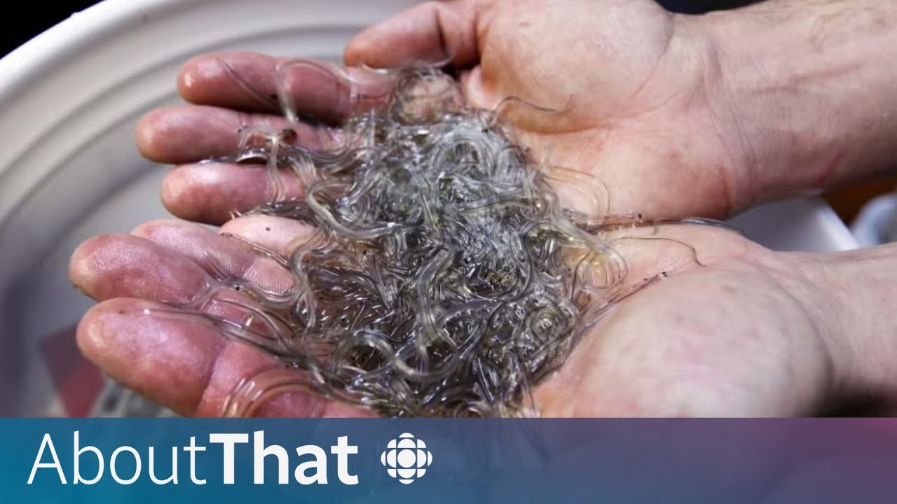 One of Canada's most lucrative fisheries shuts down | About That - The ... One of Canada's most lucrative fisheries shuts down | About That - The ...