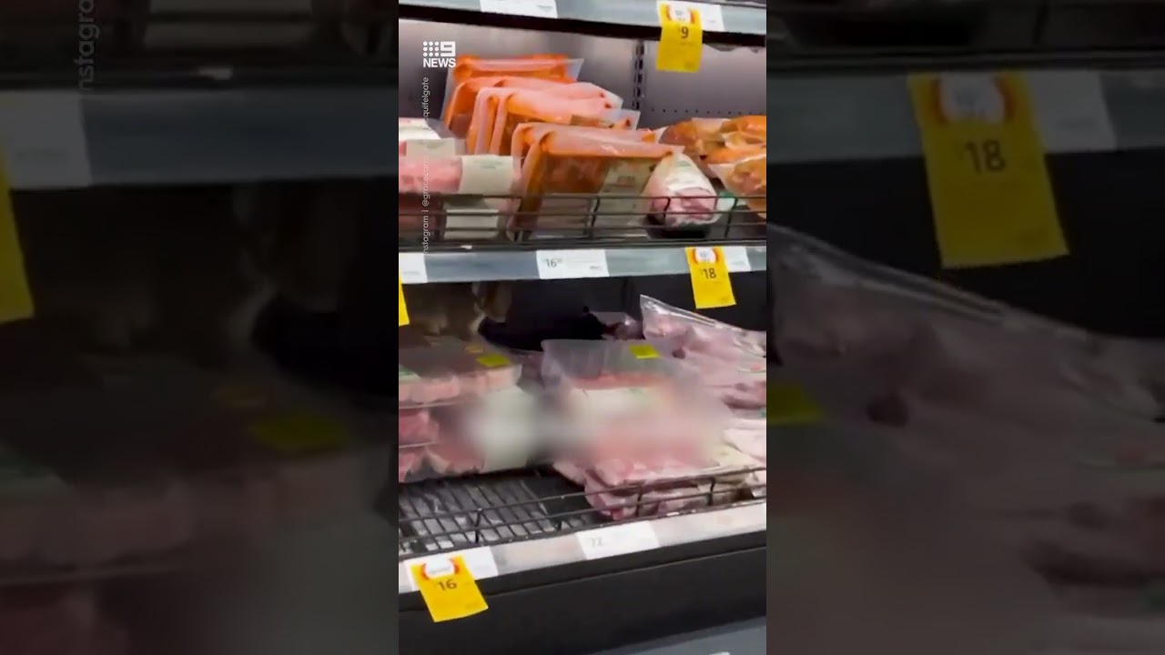 Possum Prowls through Coles meat aisle - The Global Herald