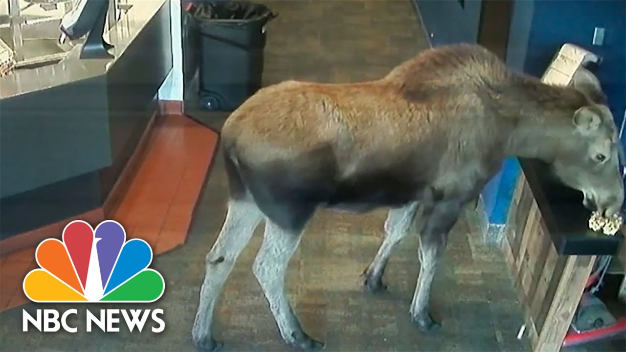 WATCH: Moose with the munchies grabs popcorn snack at movie theater ...