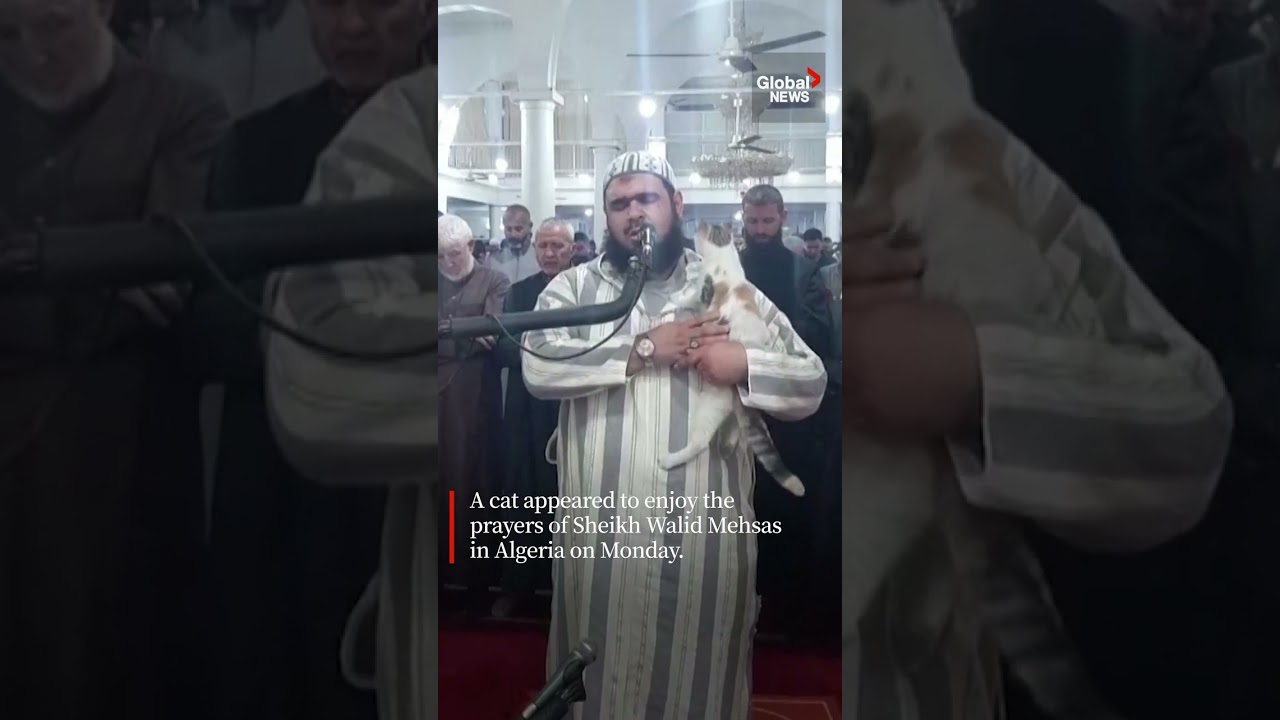 Cat climbs onto Sheikh leading nightly Ramadan prayers in Algeria - The ...