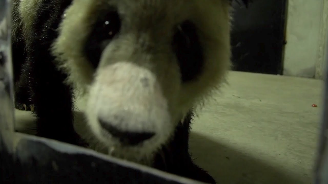 Giant panda Ya Ya in quarantine at Shanghai Zoo after arriving from the ...