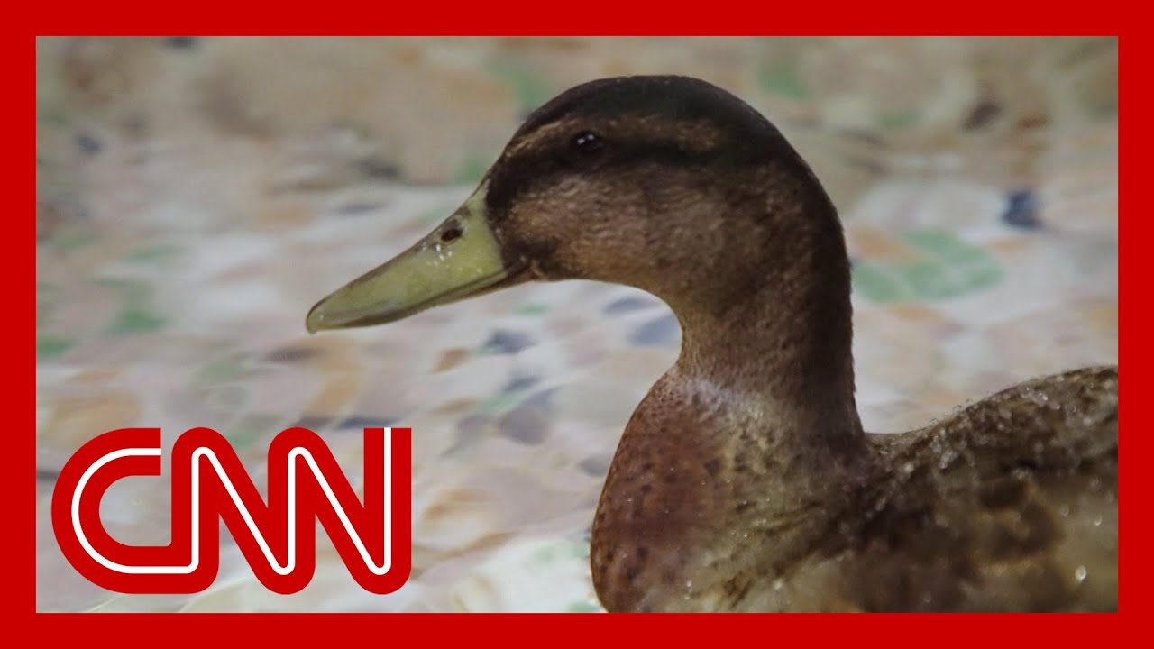 See why tourists flock from around the world to watch these famous ...