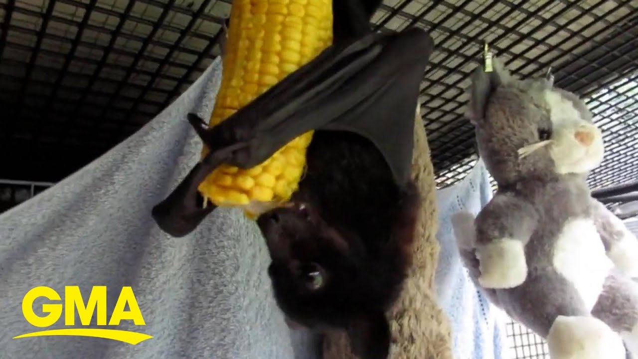 Adorable baby bats try corn on the cob for the 1st time - The Global Herald