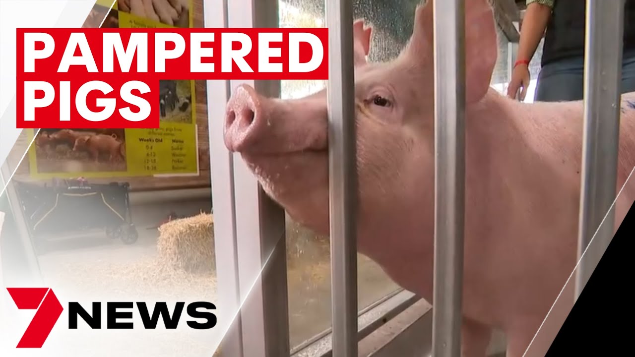 The pig pampering station Sydney Royal Easter Show | 7NEWS - The Global ...