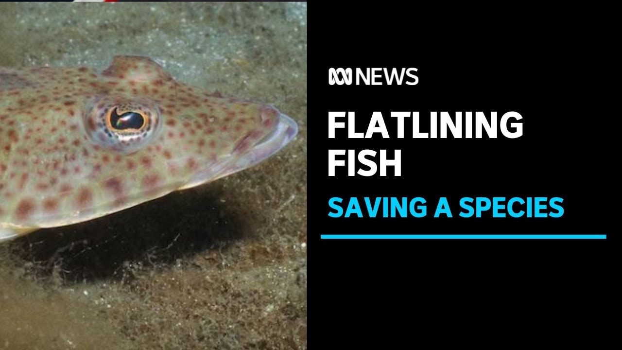 New fishing limits in a bid to save Tasmania's favourite fish | ABC ...