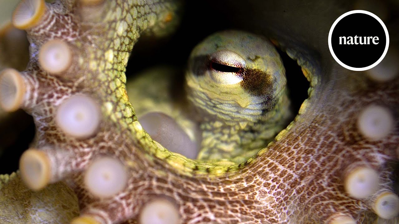 How octopuses taste with their arms - The Global Herald