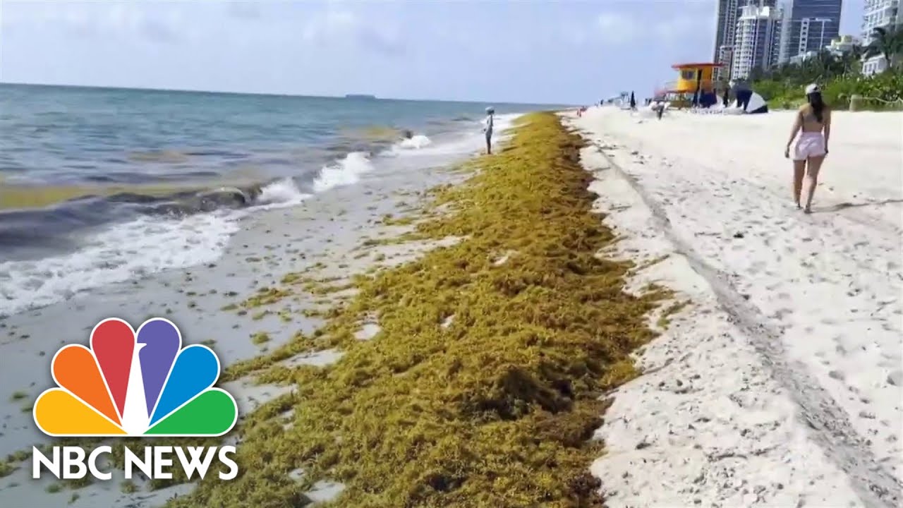 Masses of seaweed multiplying at record-breaking levels and heading for ...