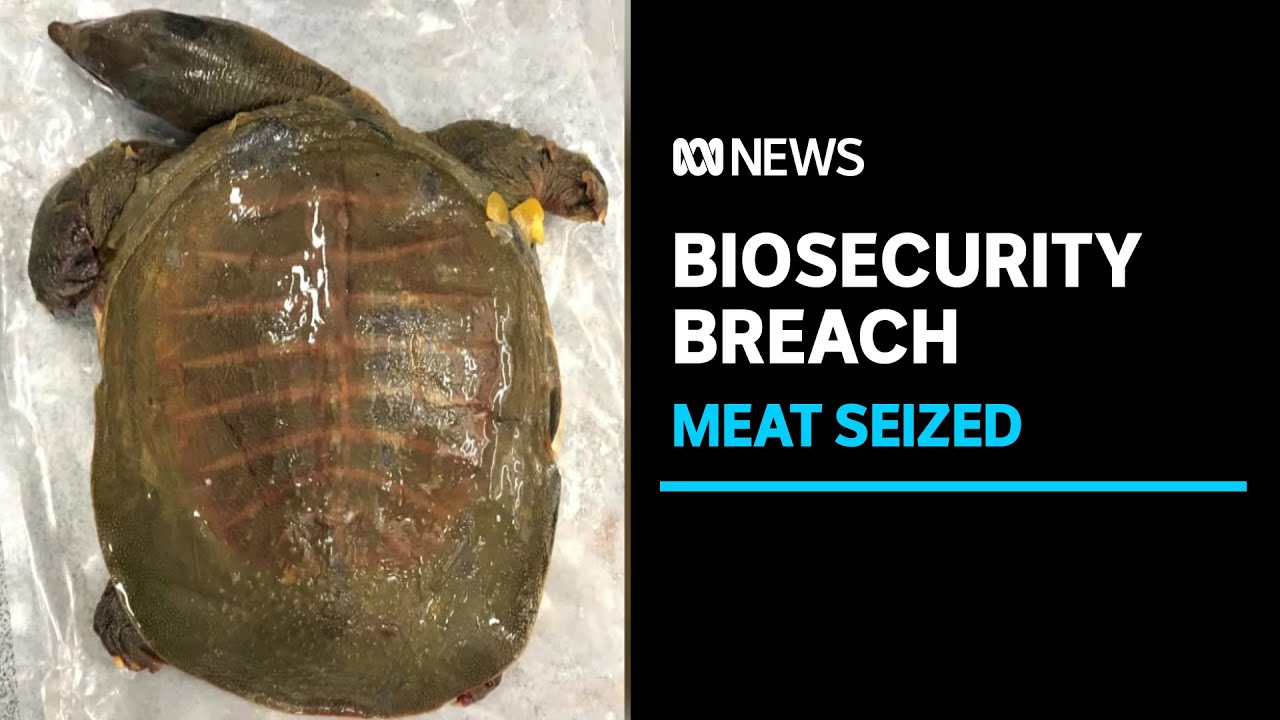 Frog and turtle meat among high-risk food seized | ABC News - The ...