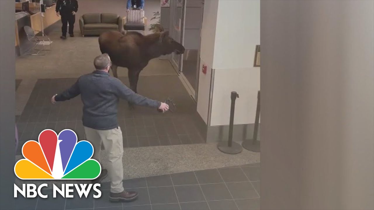 Watch: Moose on the loose wanders through Alaska hospital - The Global ...