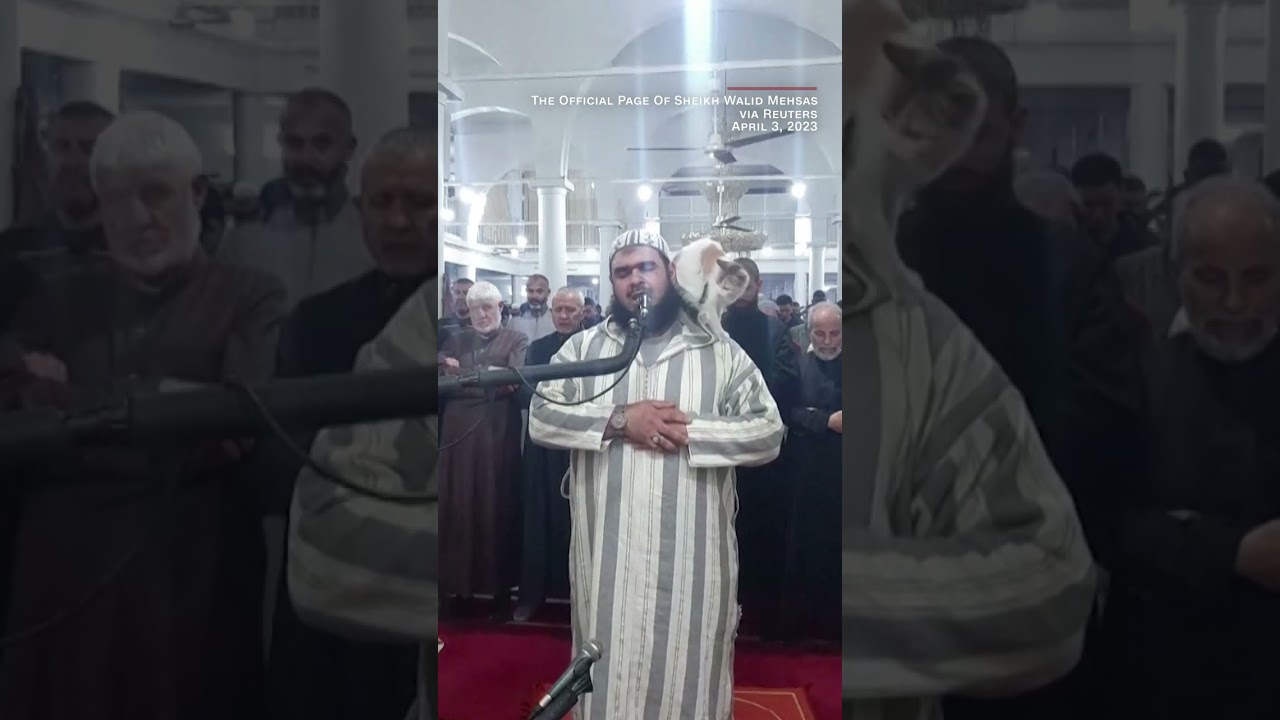 Cat jumps on sheikh leading prayer. See his reaction - The Global Herald