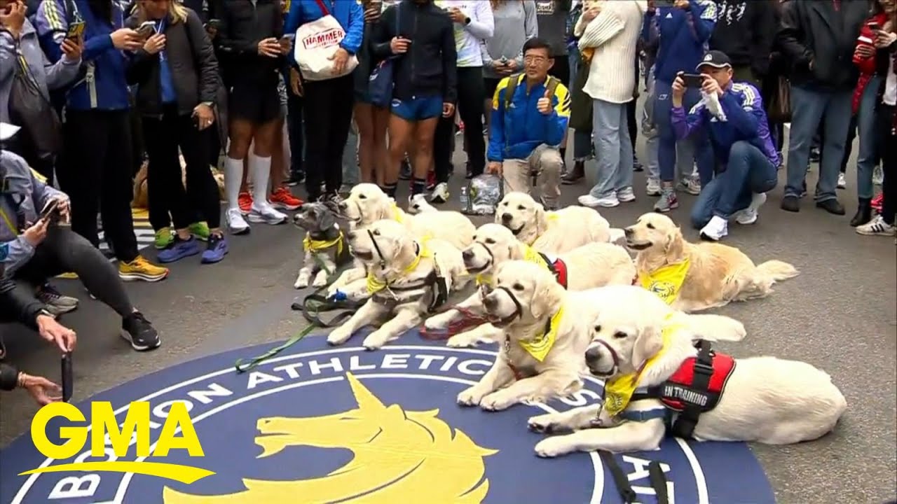Golden retrievers gather at Boston Marathon finish line to honor ...