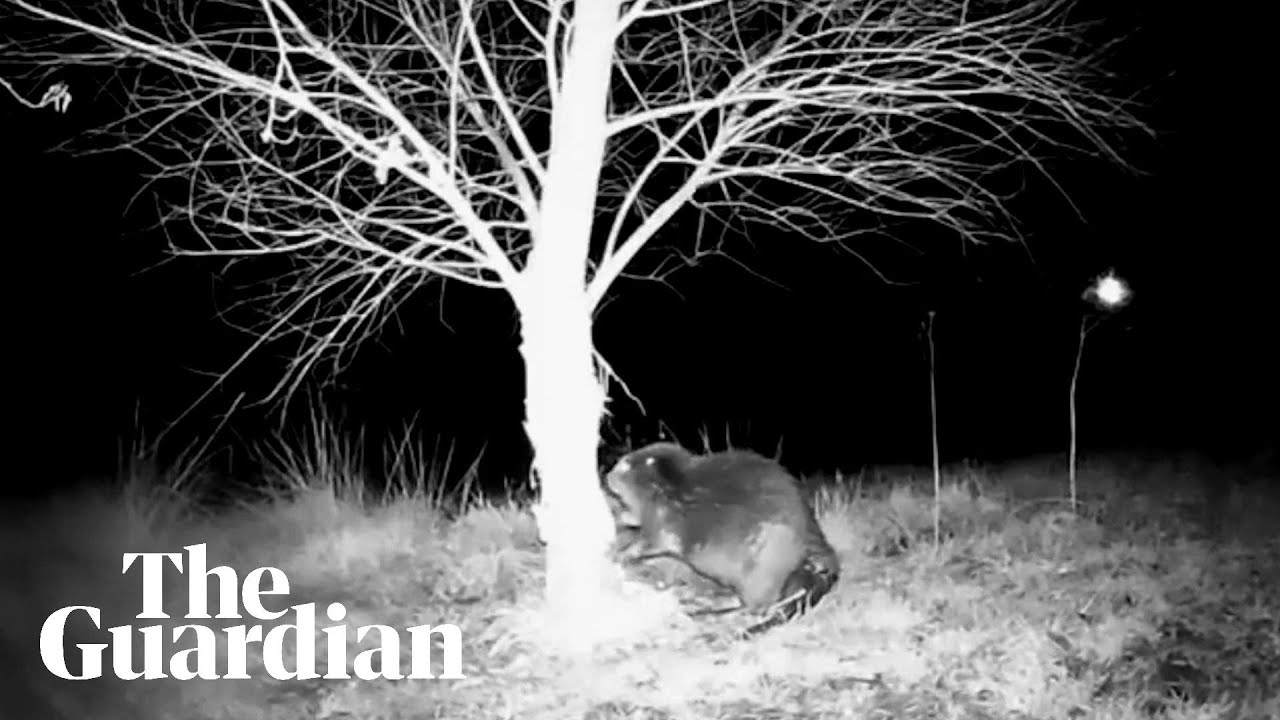 First wild beaver in Wales in 400 years filmed in Pembrokeshire garden ...