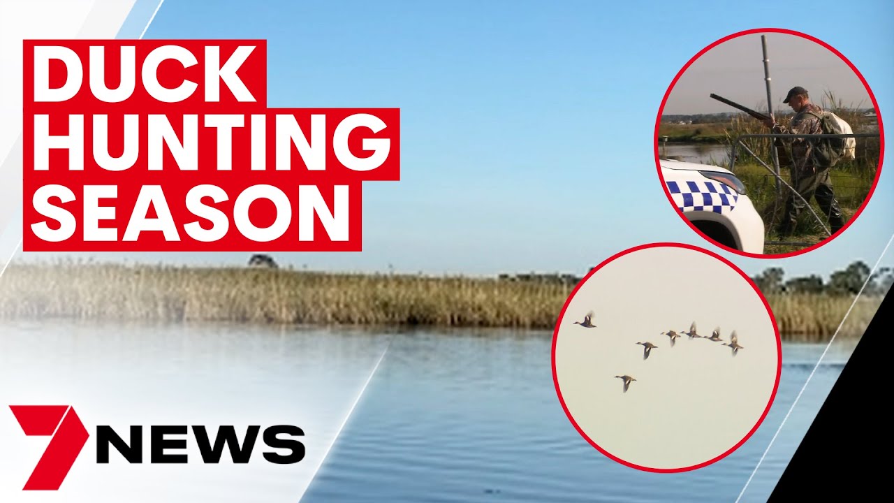 Victoria’s controversial duck hunting season is now underway | 7NEWS ...
