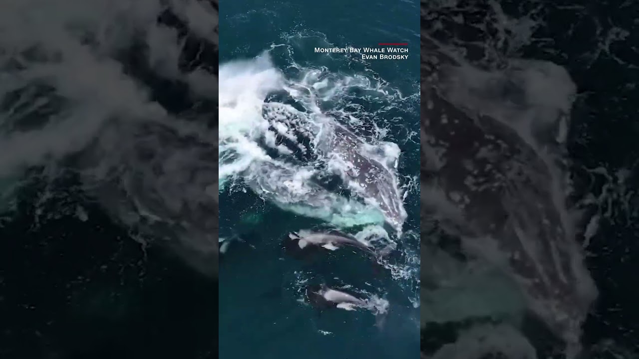 Drone footage captures rare whale attack - The Global Herald
