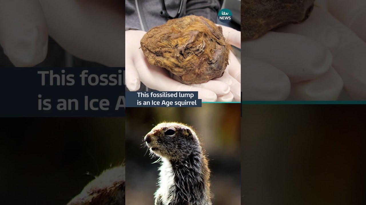 Scientists identified this fossilised lump as an Ice Age squirrel # ...