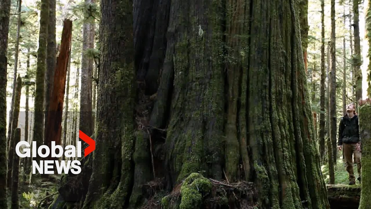 How a new "nature economy" is transforming the fight for BC’s ancient ...