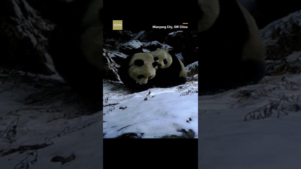 Giant panda cub learns fighting skills from mother - The Global Herald