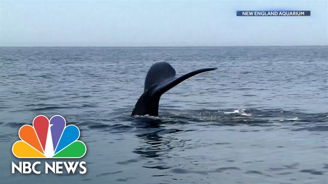 How climate change is putting endangered North Atlantic right whales at ...