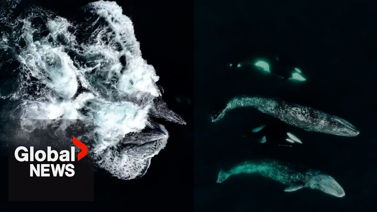 Drone video captures rare orca pod attack on adult gray whales - The ...
