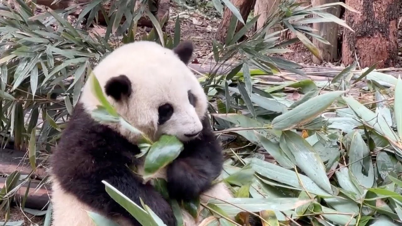 Chengdu's celebrity giant panda drives tourism boom - The Global Herald
