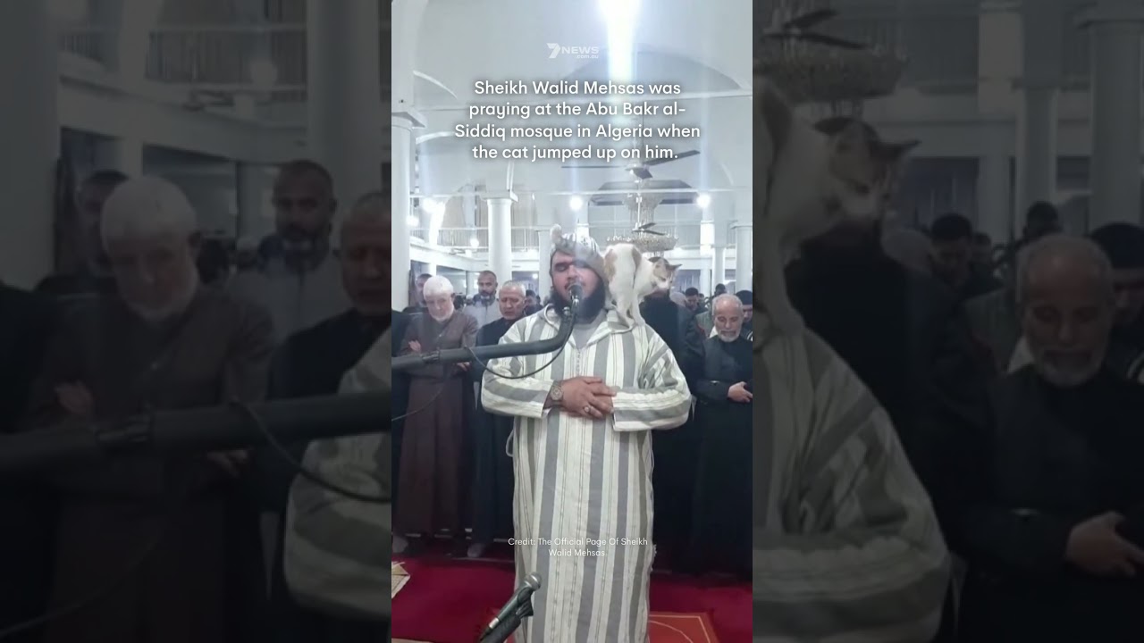 Adorable moment a cat interrupts Ramadan prayers | 7NEWS - The Global ...