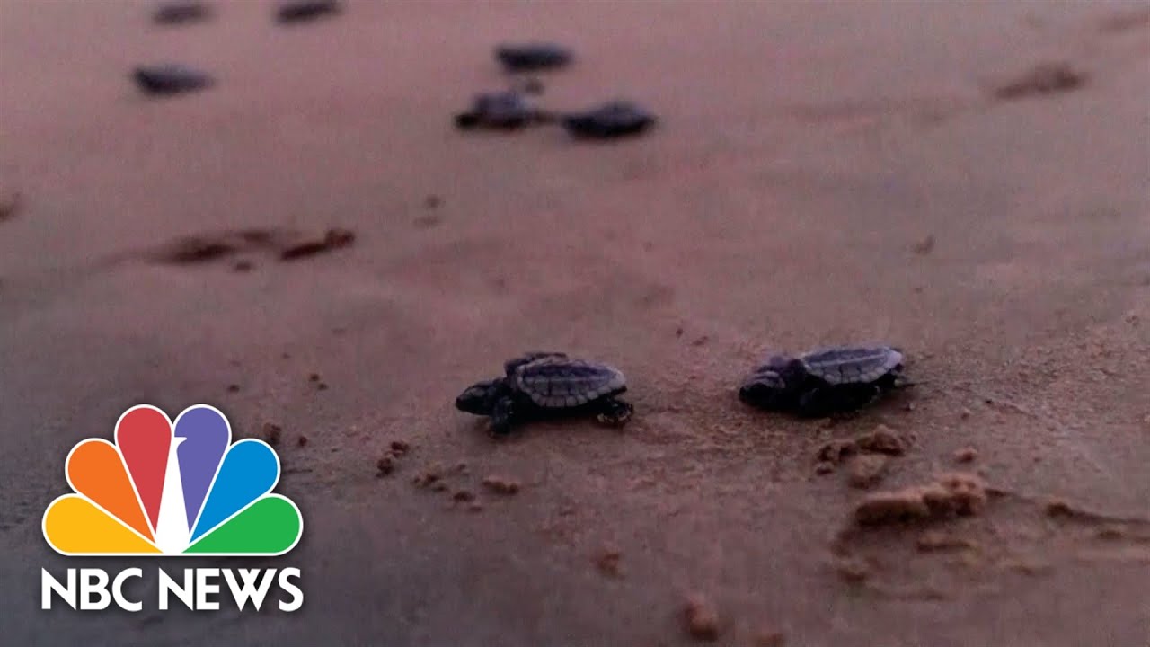 Australian wildlife officials release baby turtles back into ocean ...