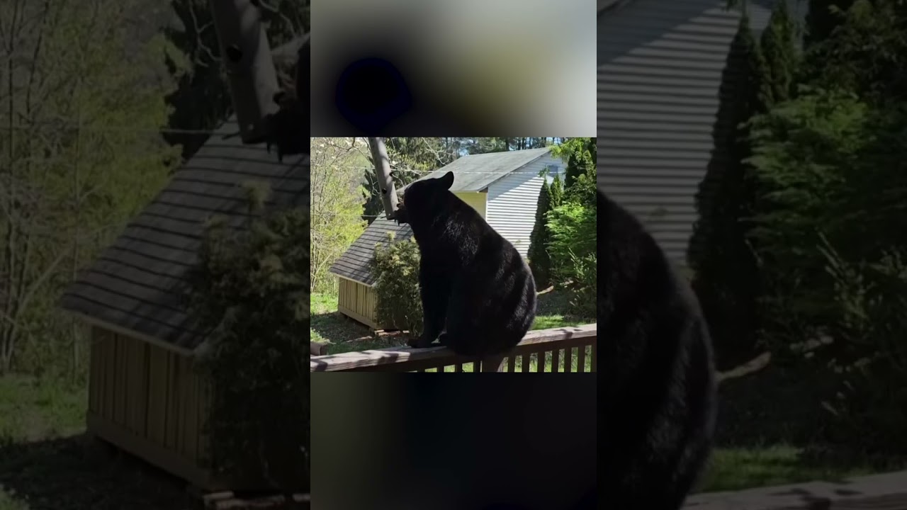Double bear scare: Video captures moment lounging man and bear realize ...