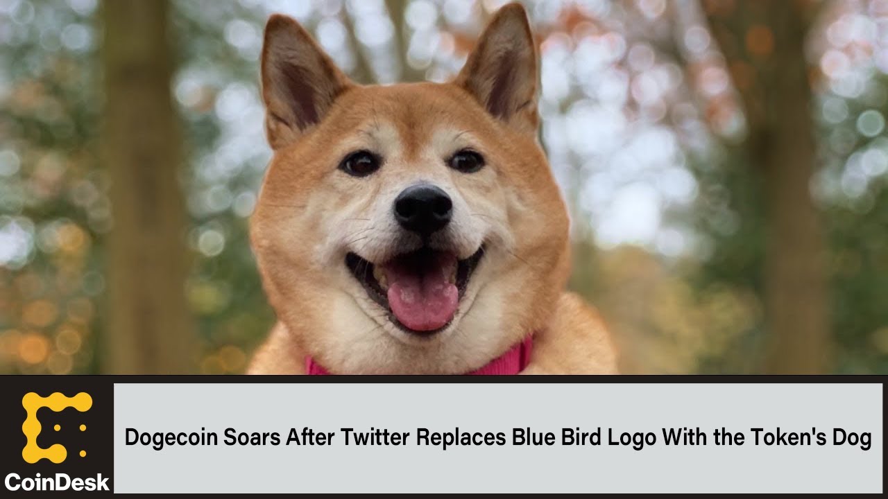 Dogecoin Soars After Twitter Replaces Blue Bird Logo With the Token's ...