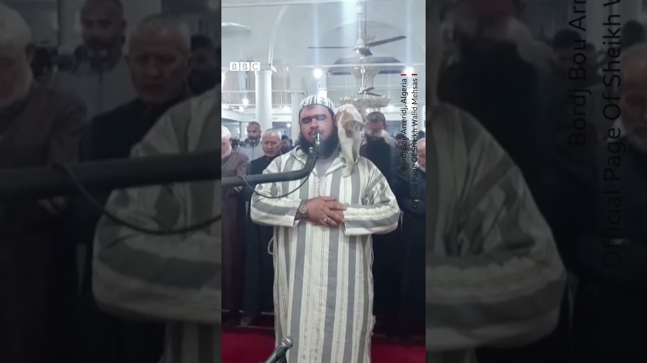 A live broadcast caught the moment a cat jumped on an imam leading ...