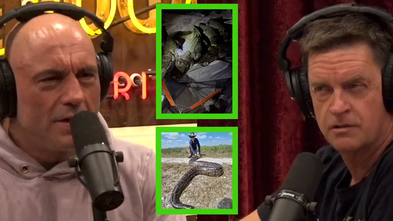 The Burmese Python Invasion of Florida - The Global Herald