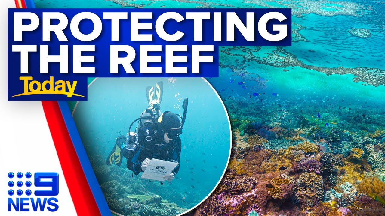 Groundbreaking technology could help save the Great Barrier Reef | 9 ...