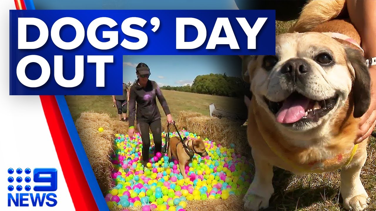 Hundreds of dogs tackle obstacle course for charity | 9 News Australia ...