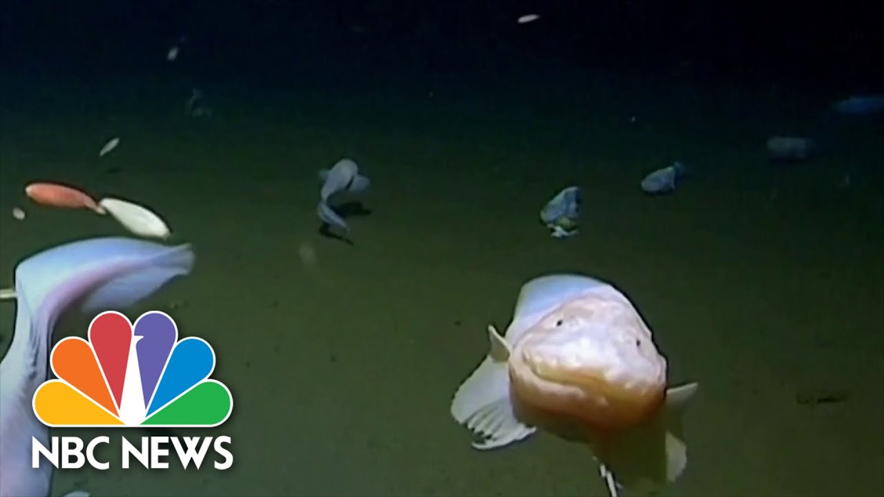 Scientists find world's deepest fish - The Global Herald