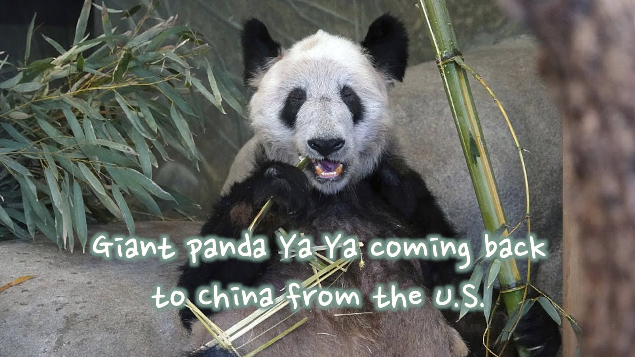 Giant panda Ya Ya coming back to China from the U.S. - The Global Herald