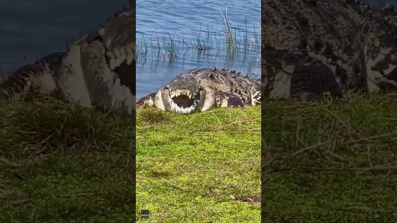 Massive alligator poses for the camera #shorts - The Global Herald