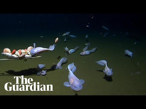 Researchers near Japan capture footage of deepest fish ever recorded ...