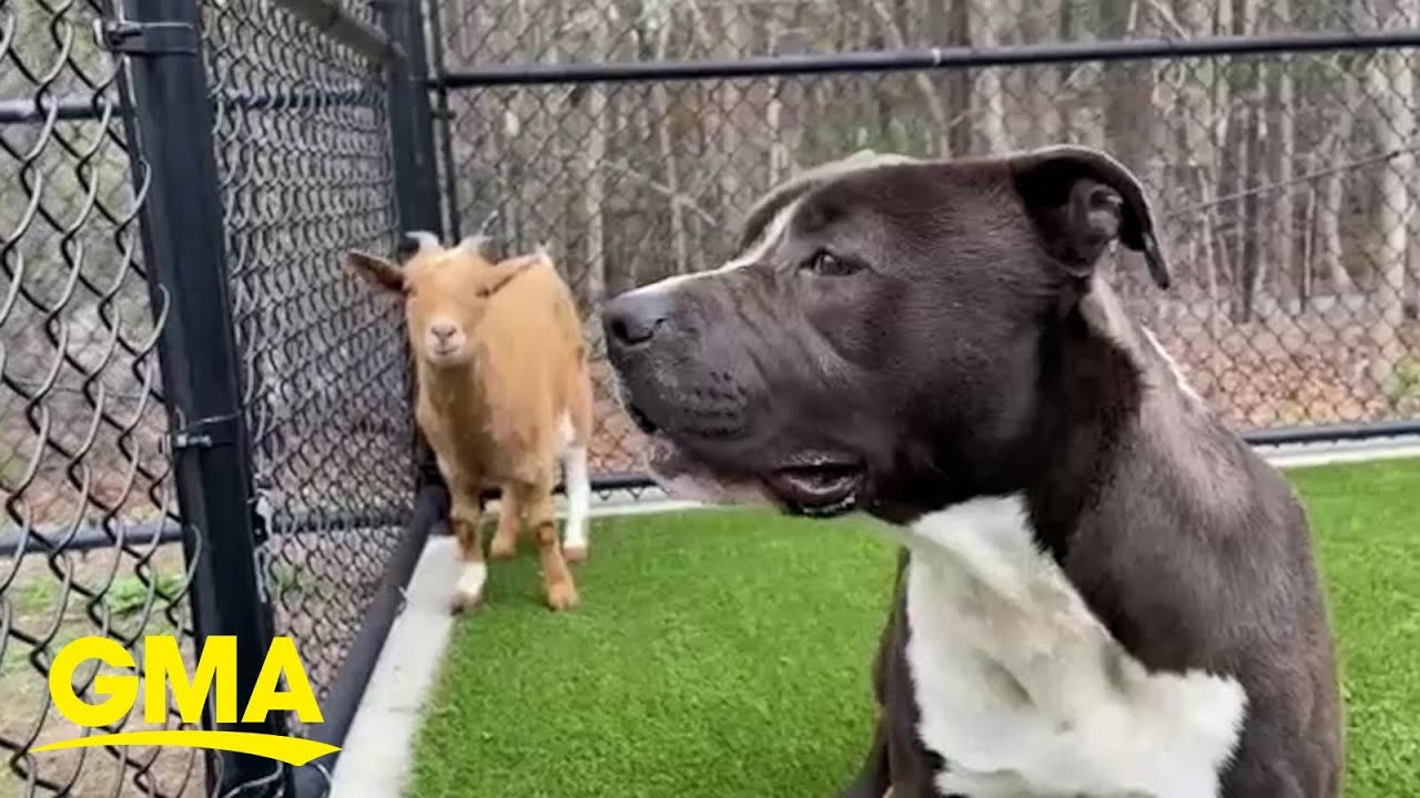 Dog and goat besties adopted together by North Carolina family - The ...