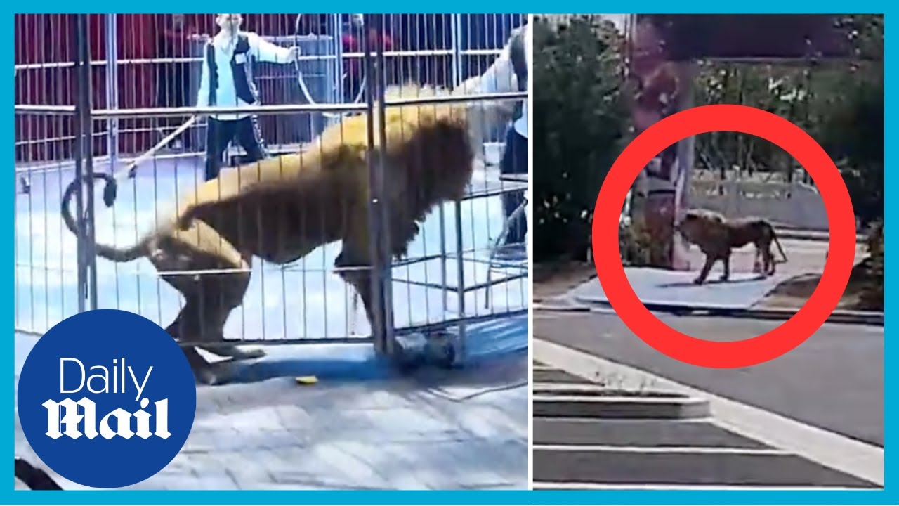 Lions escape circus show causing mayhem in China - The Global Herald