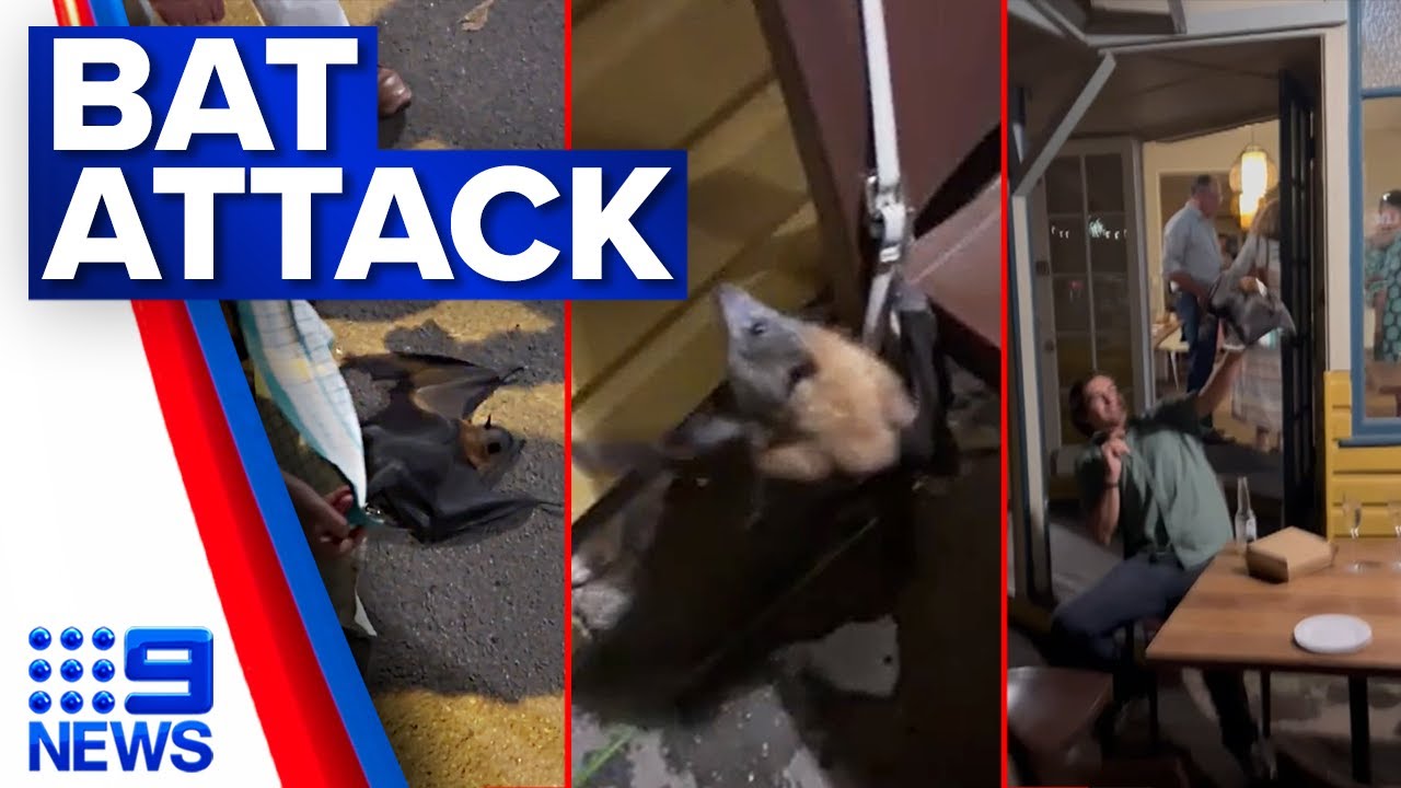 Out-of-control bat ‘attacks’ guests at wedding in NSW | 9 News ...